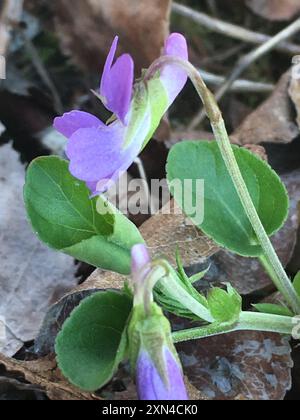 hookedspur violet (Viola adunca) Plantae Stock Photo - Alamy