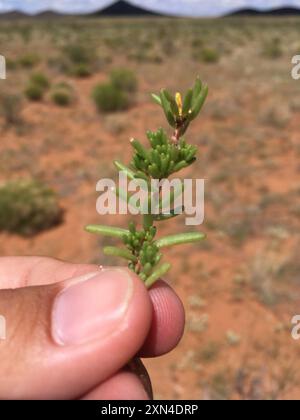 Desert Portulaca (Portulaca halimoides) Plantae Stock Photo - Alamy
