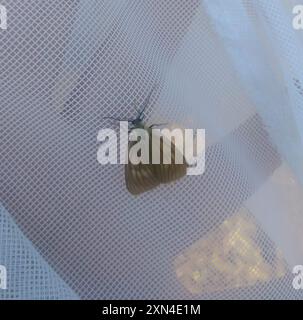 California Oak Moth (Phryganidia californica) Insecta Stock Photo - Alamy