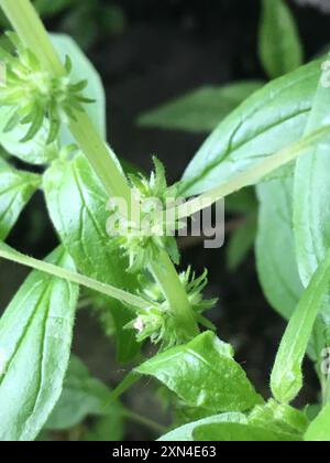Pennsylvania pellitory (Parietaria pensylvanica) Plantae Stock Photo ...