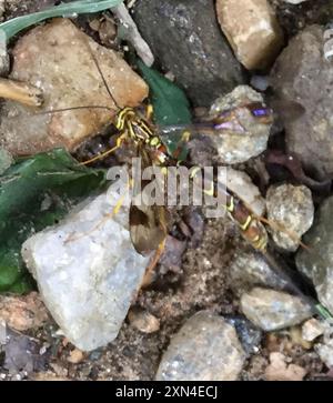 Long-tailed Giant Ichneumonid Wasp (Megarhyssa macrurus) Insecta Stock ...