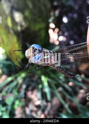 Swamp Darner (Epiaeschna heros) Insecta Stock Photo - Alamy