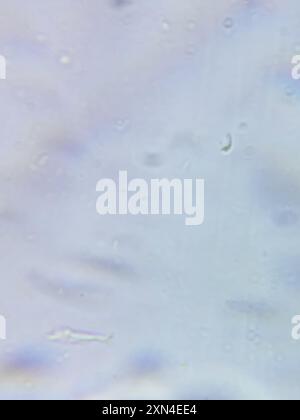 (Picipes melanopus) Fungi Stock Photo - Alamy