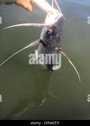 Gafftopsail Catfish (Bagre marinus) Actinopterygii Stock Photo - Alamy