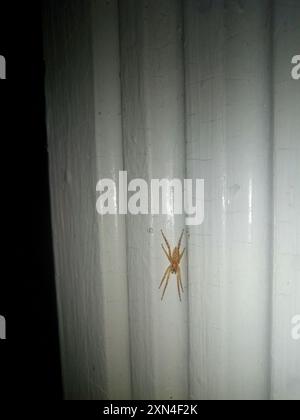 garden ghost spider (Hibana gracilis) Arachnida Stock Photo - Alamy