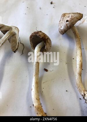 White Fibrecap (Inocybe geophylla) Fungi Stock Photo - Alamy