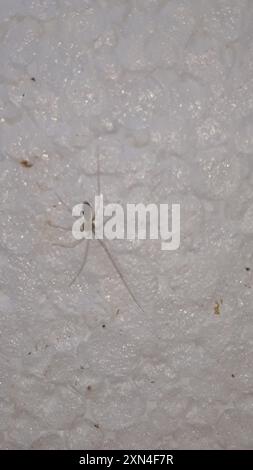 Harvestman Cellar Spider (Pholcus opilionoides Stock Photo - Alamy
