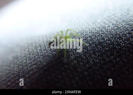 Green Meshweaver (Nigma walckenaeri) Arachnida Stock Photo - Alamy