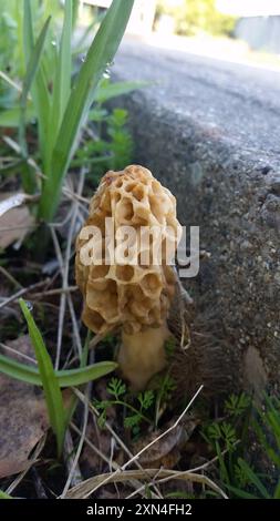 white morel (Morchella americana) Fungi Stock Photo - Alamy
