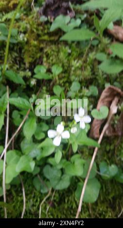 mountain bittercress (Cardamine clematitis) Plantae Stock Photo - Alamy