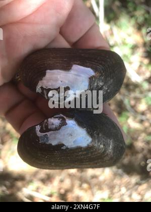 Eastern Elliptio (Elliptio complanata) Mollusca Stock Photo - Alamy