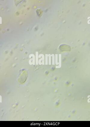 (Mycena robusta) Fungi Stock Photo - Alamy