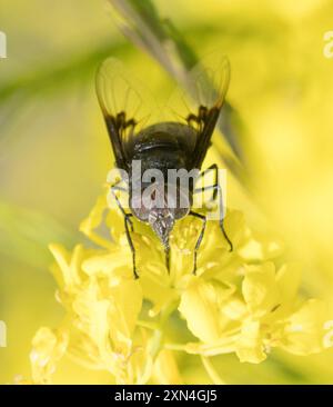 Mexican Cactus Fly (Copestylum mexicanum) Insecta Stock Photo - Alamy