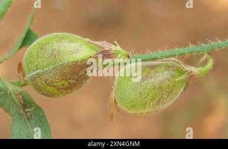Rattlepods (Crotalaria) Plantae Stock Photo - Alamy