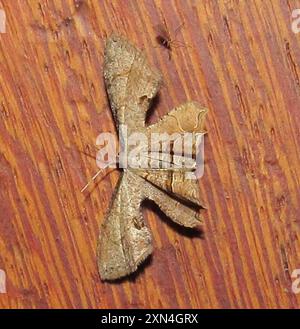 (Epiplema incolorata) Insecta Stock Photo - Alamy
