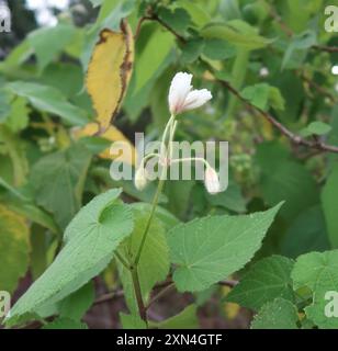 African hemp (Sparrmannia africana) Plantae Stock Photo - Alamy