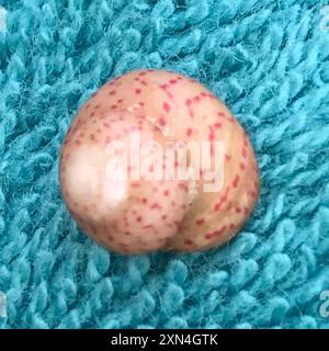 (Steromphala divaricata) Mollusca Stock Photo - Alamy