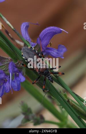 Flower Assassin Bugs (Rhynocoris) Insecta Stock Photo - Alamy