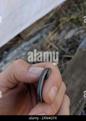 Sharp-tailed Snake (Contia tenuis) Reptilia Stock Photo - Alamy
