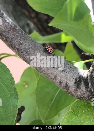Spotted Pink Lady Beetle (Coleomegilla maculata) Insecta Stock Photo ...