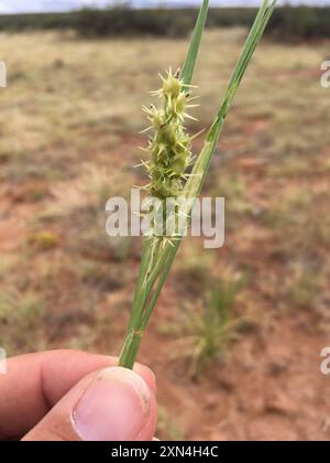 coastal sandbur (Cenchrus spinifex) Plantae Stock Photo - Alamy