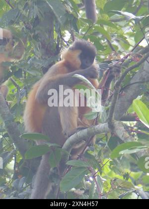 Capped Lutung (Trachypithecus pileatus) Mammalia Stock Photo - Alamy