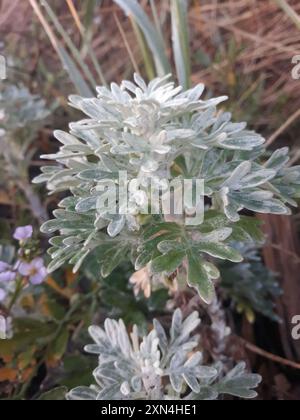 Hoary Mugwort (Artemisia stelleriana) Plantae Stock Photo - Alamy