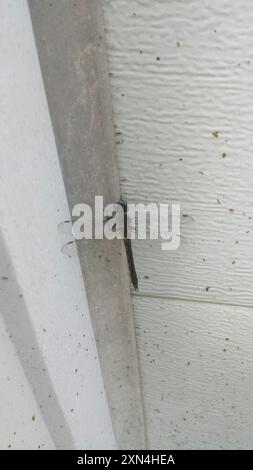 Common Baskettail (Epitheca cynosura) Insecta Stock Photo - Alamy