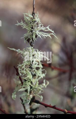 cartilage lichen (Ramalina celastri), Fungi, Kennedys Bush ...