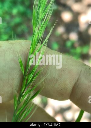 rattail sixweeks grass (Festuca myuros) Plantae Stock Photo - Alamy