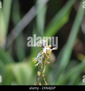 Urbane Digger Bee (Anthophora urbana) Insecta Stock Photo - Alamy