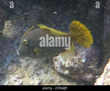 Barred Filefish (Cantherhines dumerilii) Actinopterygii Stock Photo - Alamy