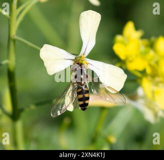 Spotted Thintail (Meliscaeva auricollis) Insecta Stock Photo - Alamy