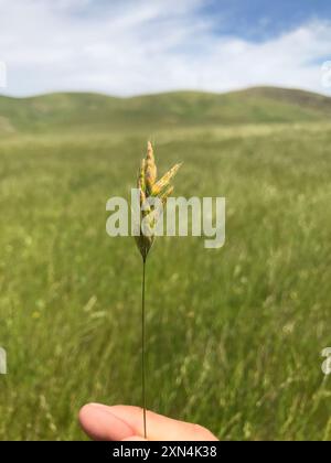 common soft brome (Bromus hordeaceus) Plantae Stock Photo - Alamy