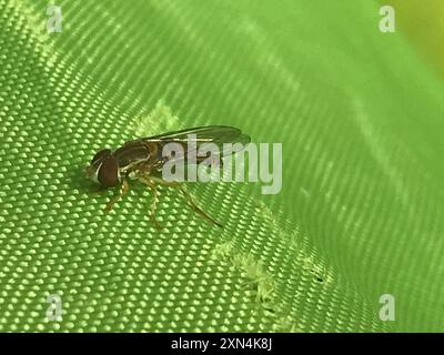 Maize Calligrapher (Toxomerus politus) Insecta Stock Photo - Alamy