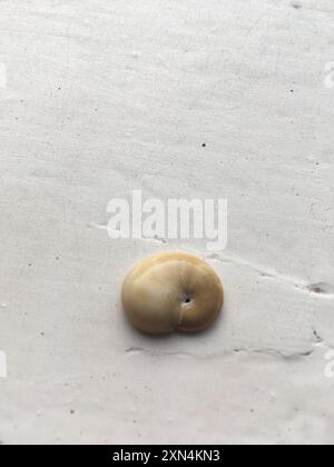 Turban Snails (Turbinidae) Mollusca Stock Photo - Alamy