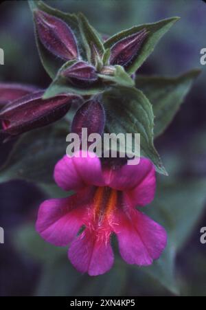 Lewis' monkeyflower (Erythranthe lewisii) Plantae Stock Photo - Alamy