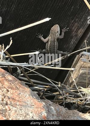 Prairie Lizard (Sceloporus consobrinus) Reptilia Stock Photo - Alamy