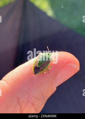 Oriental Stink Bug (Plautia stali) Insecta Stock Photo - Alamy