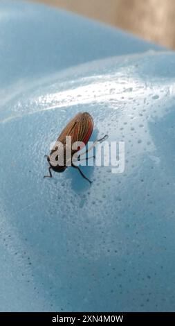 Striped Leafhopper (Cuerna striata) Insecta Stock Photo - Alamy