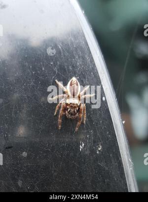 White-banded Jumping Spider (Eris flava) Arachnida Stock Photo - Alamy