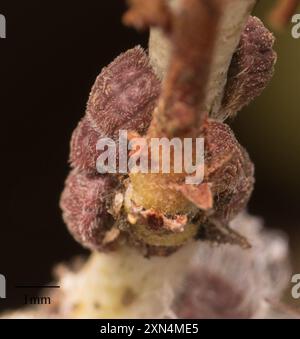 Scale Insects (Coccoidea) Insecta Stock Photo - Alamy