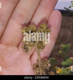 flannel weed (Sida cordifolia) Plantae Stock Photo - Alamy