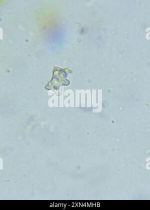 (Inocybe diminuta) Fungi Stock Photo - Alamy