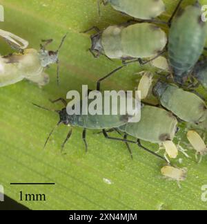 Corn Leaf Aphid (Rhopalosiphum maidis) Insecta Stock Photo - Alamy