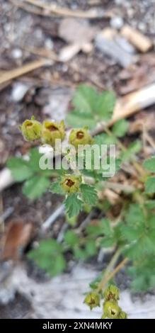 sticky cinquefoil (Drymocallis glandulosa) Plantae Stock Photo - Alamy
