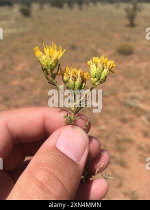 burroweed (Isocoma tenuisecta) Plantae Stock Photo - Alamy