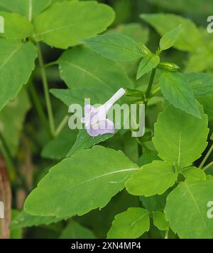 sharpwing monkeyflower (Mimulus alatus) Plantae Stock Photo - Alamy