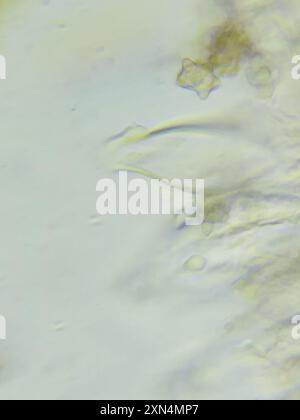 (Inocybe diminuta) Fungi Stock Photo - Alamy