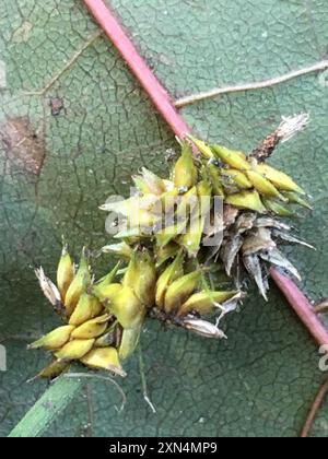 oval-headed sedge (Carex cephalophora) Plantae Stock Photo - Alamy